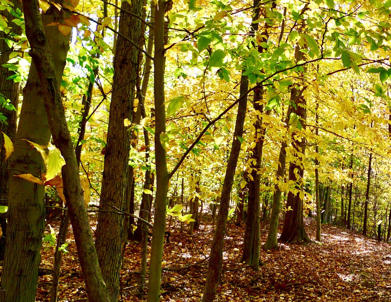 Frequently Asked Questions